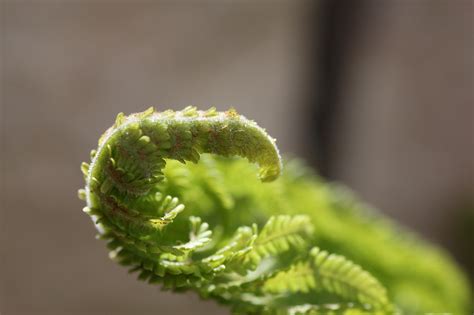 Fern Nature Free Photo On Pixabay Pixabay