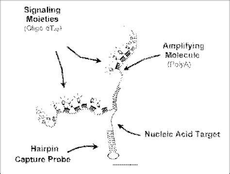 Schematic Representation Of Our Model Dna Capture Assay A Tethered Dna Download Scientific