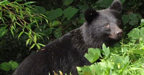 올해 일본서 곰 습격 피해 빈발…6개월간 사상자 109명 최다