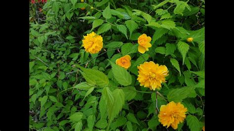 눈물이 나도록 오진숙찬양 정중환작사 김기호작곡 Youtube