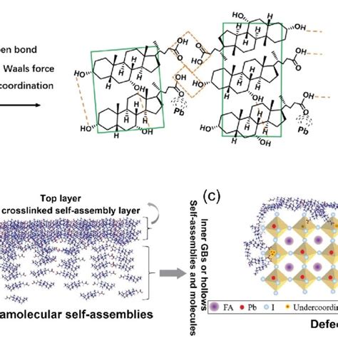 A The Chemical Structure Of The Self Assembled Cdca Schematic