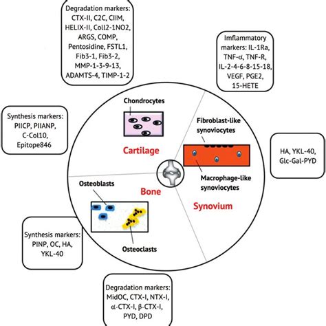Schematic Diagram Of Molecular Mechanisms Of OA Pathogenesis 24 Download Scientific Diagram
