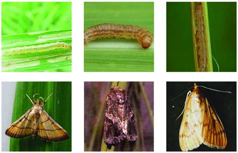 Sample Of Ip102 Dataset Images Line 1 Shows Three Different Sample Of Ip102 Dataset Images Line 1 Shows Three Different