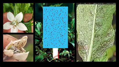 Black Thrips Thrips Parvispinus