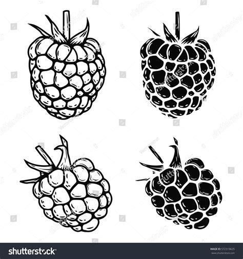 Set Raspberry Icons Isolated On White Stock Vector Royalty Free 572319625