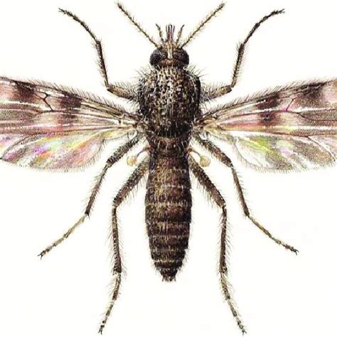 Breeding Sites Of Some Culicoides Species Photograph Lp3m Laboratory