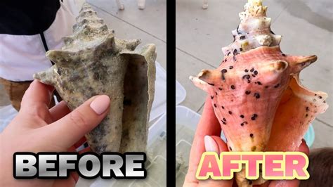 Conch Shell