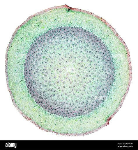 Dragon Tree Stem Light Micrograph Of A Section Through A Dragon Tree