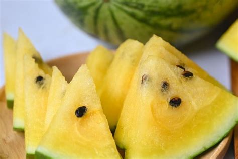 Cara Menanam Semangka Kuning Dan Perawatannya Cara Menanam Semangka Kuning Dan Perawatannya