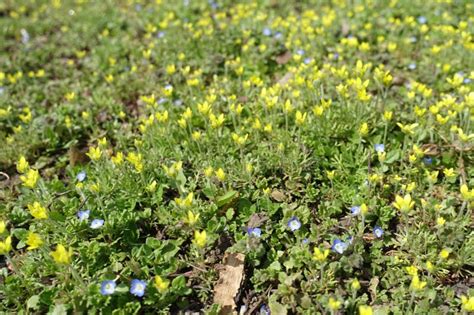 Close Shot Of Yellow Flowers Of Ceratocephala Testiculata Stock Image
