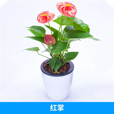 发财树绿萝虎皮兰金边吊兰花卉盆栽植物金钱树办公室内好养小绿植虎窝淘