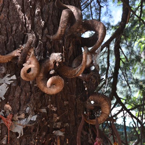 Ghatotkach Tree Templ All You Need To Know Before You Go 2025