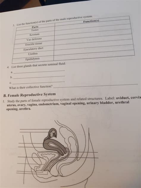 Solved List the functionés of the parts of the male Chegg com