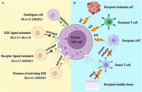 Frontiers Influence Of Kir And Nk Cell Reconstitution In The Outcomes Of Hematopoietic Stem