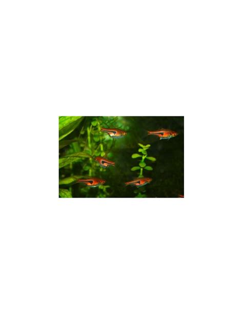 Rasbora Espei