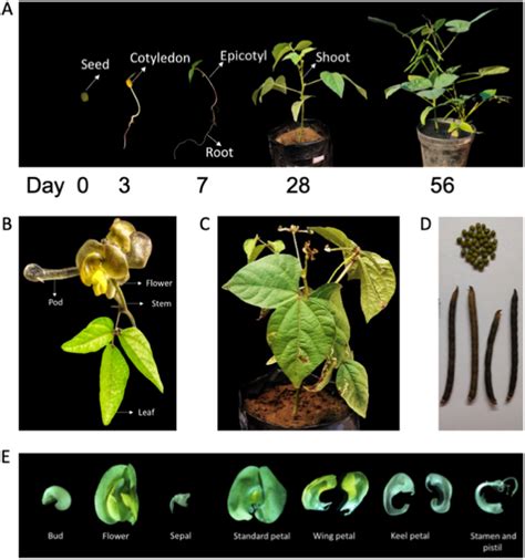 Bean Plant Growth Stages