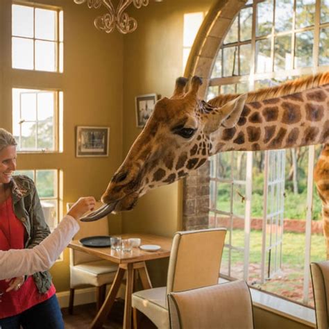Breakfast With Giraffe Best Kenya Safari Experiences Art Of Safari