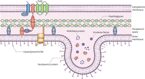 Figure 1 From Gram Negative Bacterias Outer Membrane Vesicles