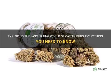 Exploring The Fascinating World Of Catnip Buds Everything You Need To Know Shuncy