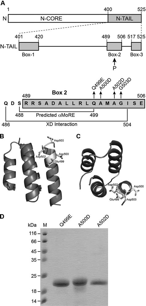Sequence And Structural Organization Of The N Protein C Terminal Region