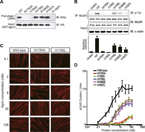 Structural Basis Of Agrin Lrp4 Musk Signaling