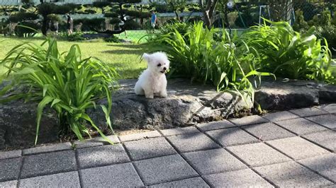 점프 처음하는 아기강아지😍 Youtube