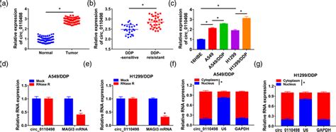 Circ 0110498 Expression Is Elevated In DDPresistant Nonsmall Cell