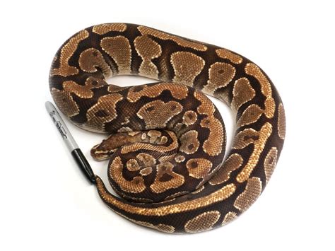 lucifer ball python by new england reptile distributors morphmarket