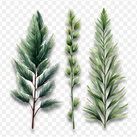 Premium PSD A Set Of Different Types Of Pine Trees