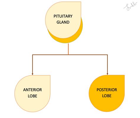 Anterior Pituitary Concept Maps