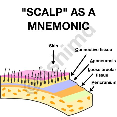 Scalp Anatomy Layers Mnemonic S Skin C Connective Grepmed