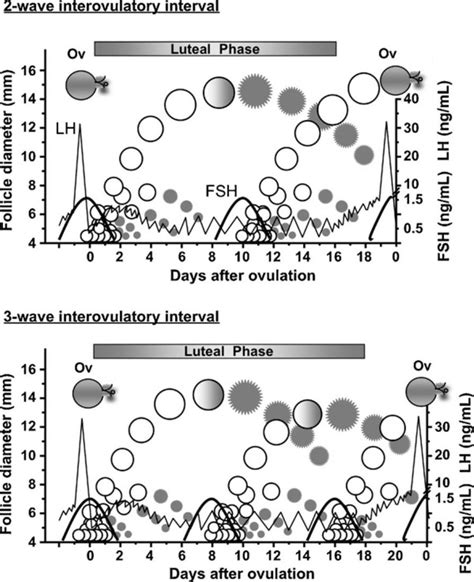Dynamics Of Ovarian Follicular Development And Gonadotropin Secretion
