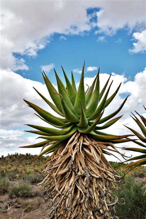 Comment Revised South African National Biodiversity Economy Strategy