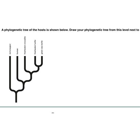 A Phylogenetic Tree Of The Hosts Is Shown Below Draw