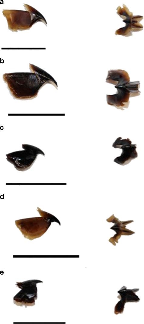 Upper And Lower Beaks Of Cephalopod Found In The Present Study A