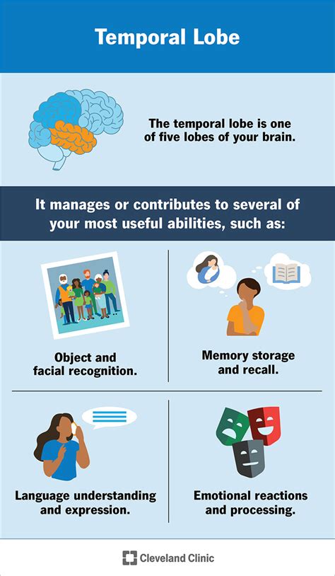 Lower Left Temporal Lobe Function Forebrain Definition Function