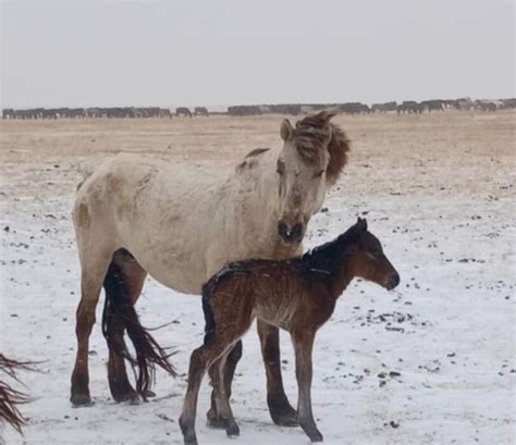 Mорьтон адуу үржүүлгийн газар Халиун гүү Өсөх хээр унага Facebook