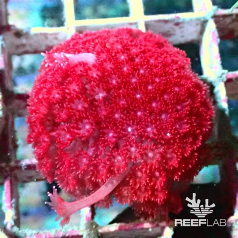 Goniopora Spp Reeflab