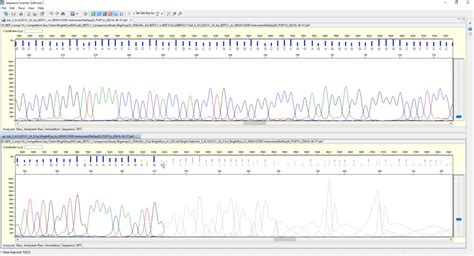 Enhancing Genetic Analysis With Bigdye Terminator V31 Kit