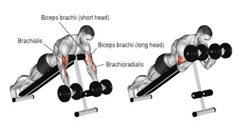 Zottman Curls Exercise Guide With Video