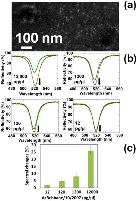 a sem images shown with nanodots formed on the ruptured download