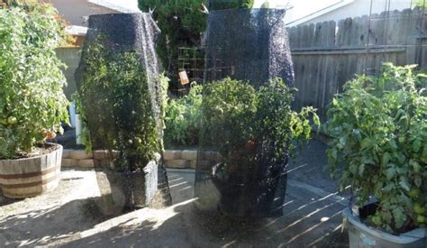 Shading Tomato Plants Avoiding Sunburn Sunscald In Hot Weather Grow Tomatoes Easily