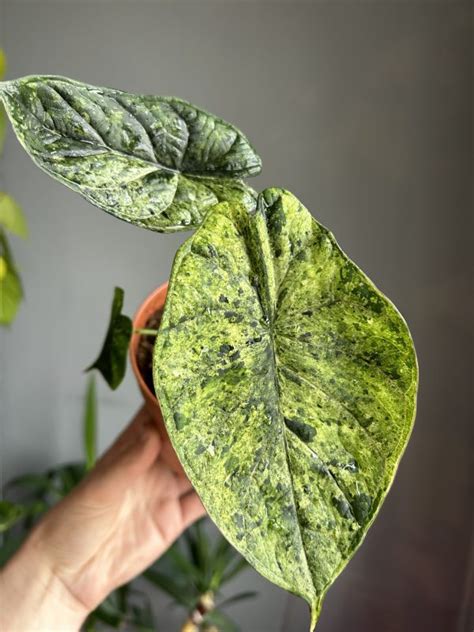 Alocasia ‘dragon Scale Mint Variegated