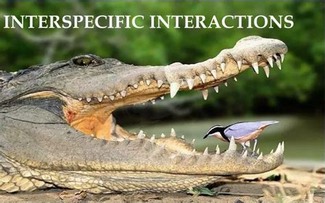 Ppt Interspecific Interactions Powerpoint Presentation Free Download