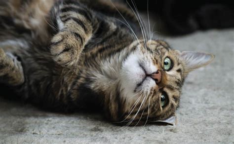 Catnip Exploring The Effects Of Catnip On Cats From Calm To Catnip Crazy