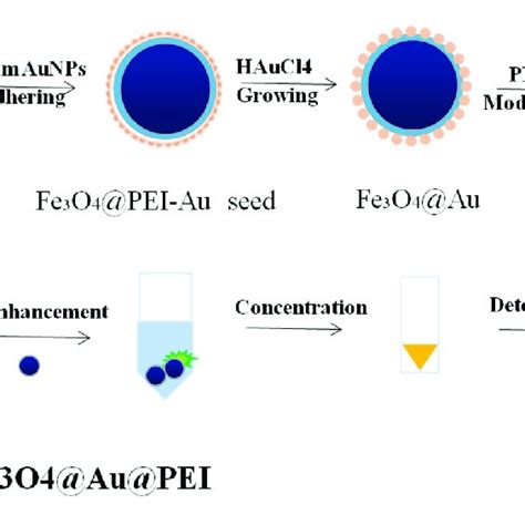 Scheme Of Pma Treatment And Pma Qpcr Assay Download Scientific Diagram