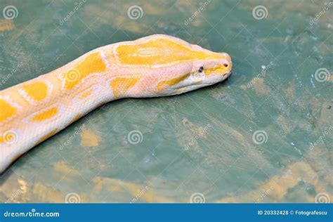 Ball Python Molurus Bivittatus Stock Photo Image Of Asiatic Exotic 20332428