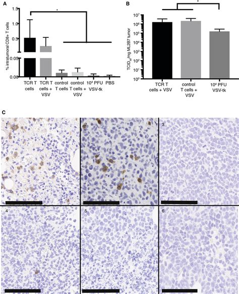 Tcr Cd8 T Cm Deliver Virus To The Tumor And Proliferate Specifically Download Scientific