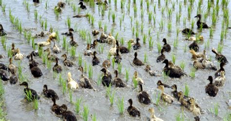 경기 양평군 친환경재배농가에 오리 왕우렁이 미생물제제 지원