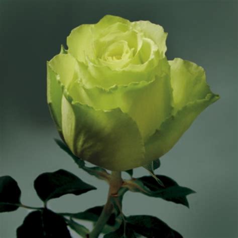 Роза Мачо Фото И Описание – Telegraph